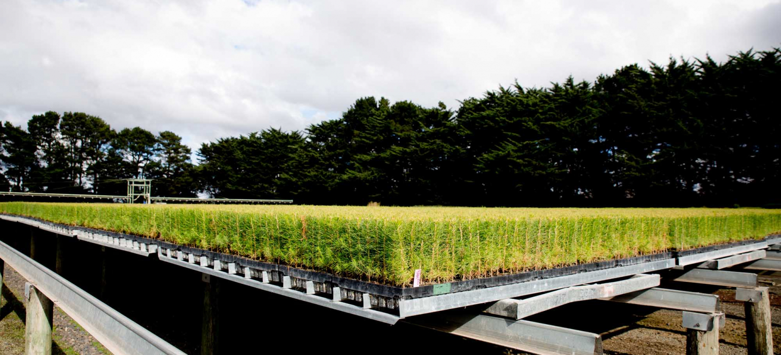 About Us – Arborline