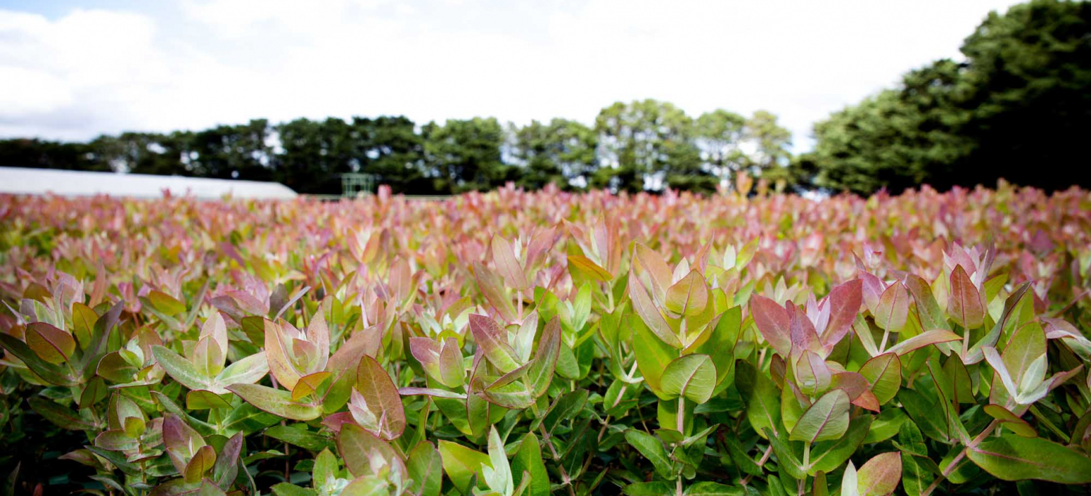 About Us – Arborline