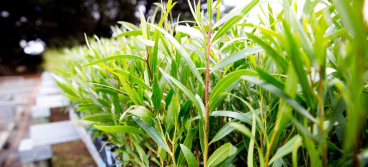 About Us – Arborline